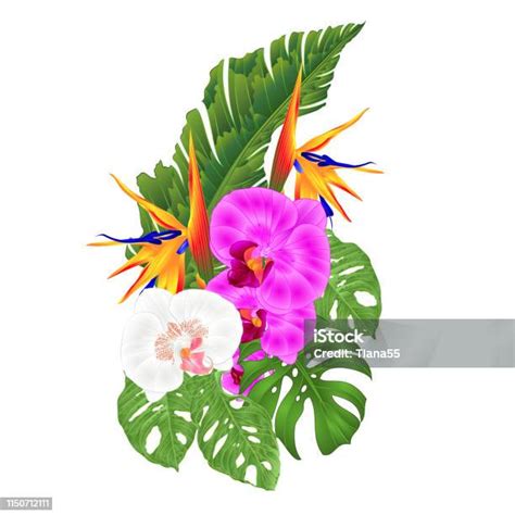 열 대 꽃 Strelitzia Reginae 화이트와 보라색 난초 호 접 Palm을 가진 부케 괴물 잎 바나나 빈티지 벡터 일러스트 레이 션 Edizable 극락조화에 대한