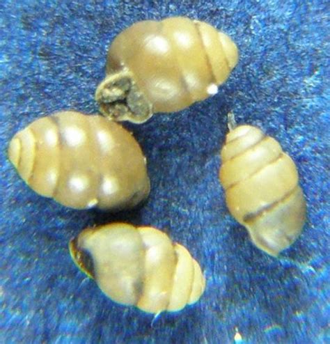 Vertigo Pygmaea 3242911