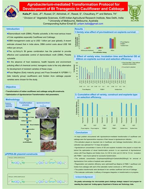 Pdf Agrobacterium Mediated Transformation Protocol For Development Of Bt Transgenic In