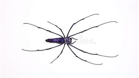 Purple Spider Isolated On White Bue Violet Spider With Long Legs Macro