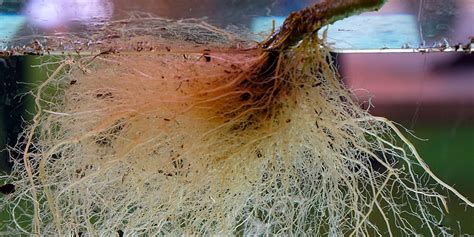 Root Development Inducer Jisa Agriculture Fertilisers Agronutrients