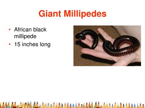 5 1 And 5 2 7th Grade Agenda Learning Objective Learn About Arachnids And Echinoderm Collect Hw