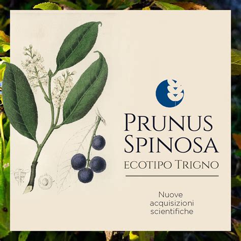 Trigno M…e La Ricerca Continua Biogroup