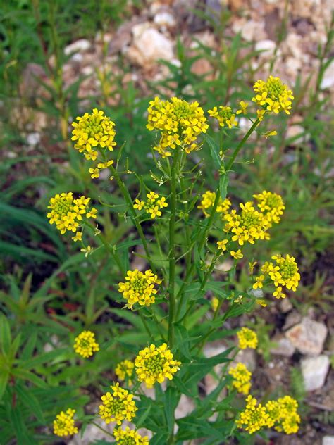 Erysimum cheiranthoides - Изображение особи - Плантариум