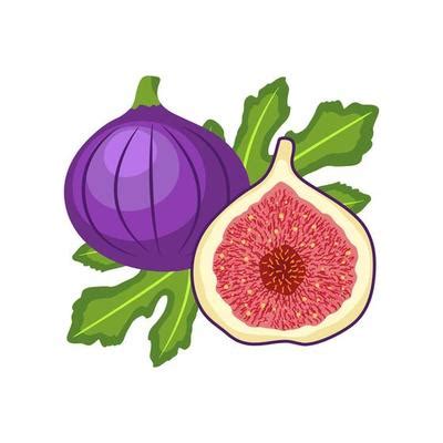Fig Vector Art Icons And Graphics For Free Download