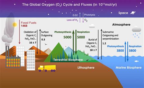 Oxygen Cycle