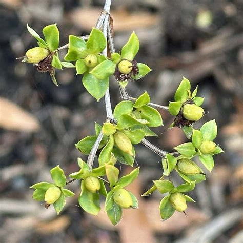 Native Plants For Mid Atlantic Gardens Hypericum Prolificum