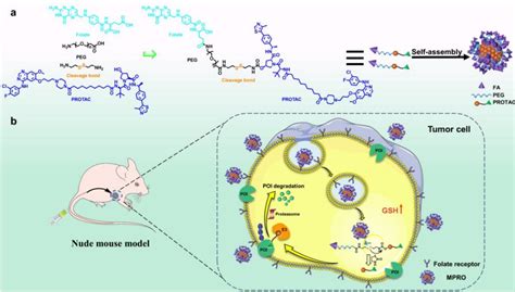 Folate Targeted Protacs Boc Sciences