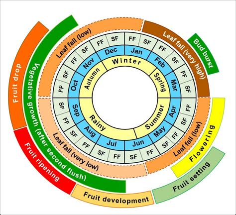 Graphical Representation Of Phenological Events In Pyracantha Crenulata