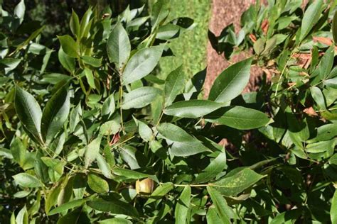 Shellbark Hickory Msd