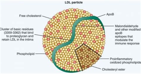 Low Density Lipoprotein Ldl In Atherosclerosis And Heart Disease