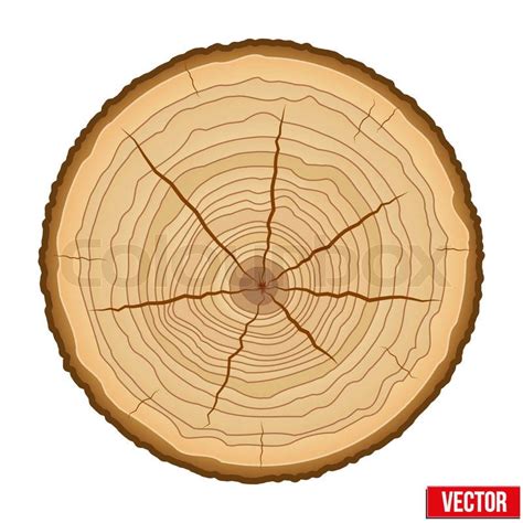 Wood Cross Section Of Tree Trunk Stock Vector Colourbox