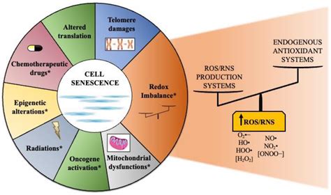 Antioxidants Free Full Text Micrornas Long Non Coding Rnas And Circular Rnas In The Redox