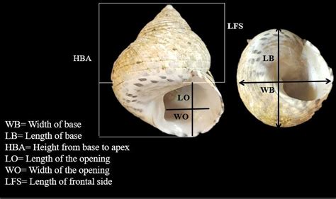 A The Shell Parameters Measured In Phorcus Turbinatus Obtained From
