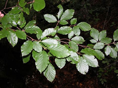 Fagus Sylvatica European Beech Go Botany