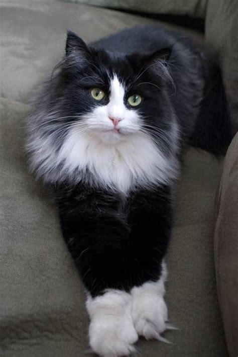 93 Best Images About Fluffy Tuxedos On Pinterest Persian Kittens For