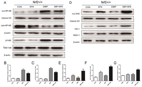 Sfn Pretreatment Enhances Nrf2 Nuclear Translocation And Increases Ho 1 Download Scientific