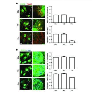 Subcellular Localization Of P X R By Immunofluorescence And Confocal Download Scientific