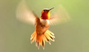 Why Do Hummingbirds Fly So Fast Bird Nature