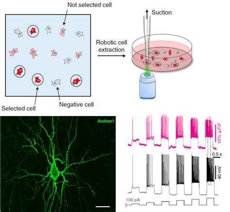 A Robotic Multidimensional Directed Evolution Approach Applied To