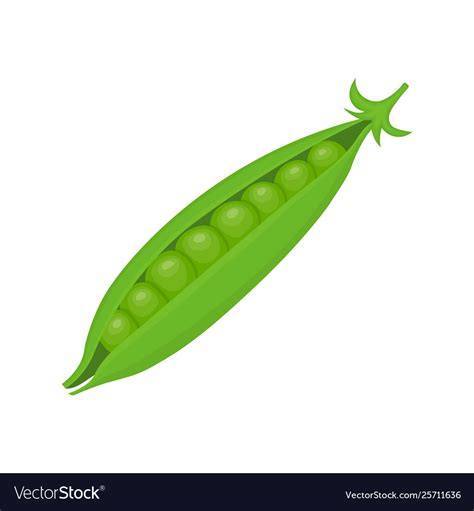 Fresh Green Pea Vegetable Isolated On White Vector Image