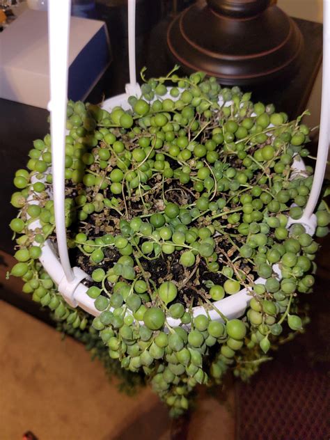 help saving my string of pearls r succulents