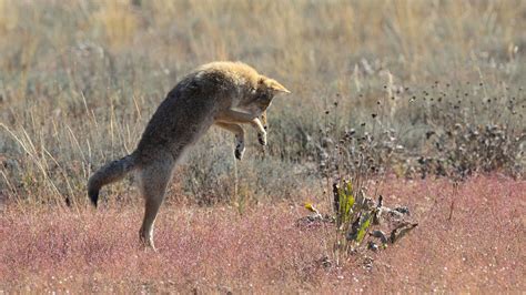 The Prowler And The Prowled Understanding Cat Coyote Encounters