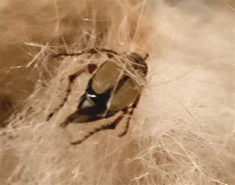 Unknown Bug Album On Imgur