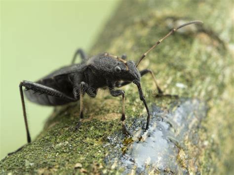 P9050025 Adult Masked Hunter Assassin Bug Reduvius Personatus Feeding On Tree Sap With Its