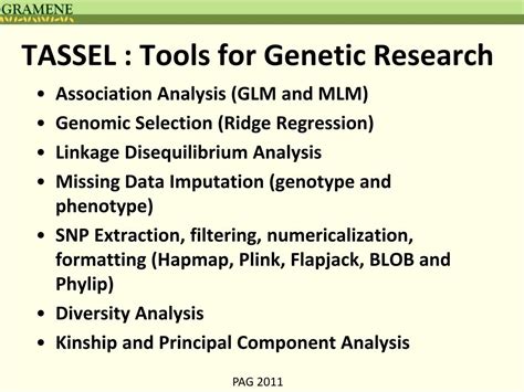 Ppt Tassel 30 Maizegeneticstassel Powerpoint Presentation Free