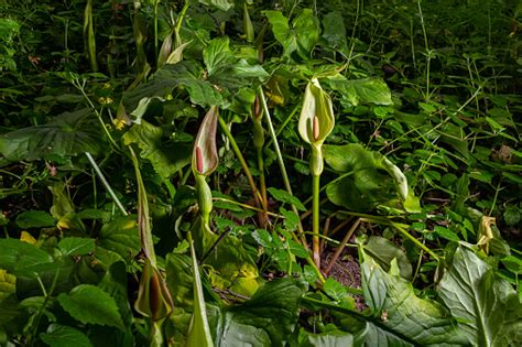 뻐꾸기 또는 Arum Maculatum 화살표 모양의 잎 가족 Araceae의 삼림 유독 식물 화살표 모양의 나뭇잎입니다 다른