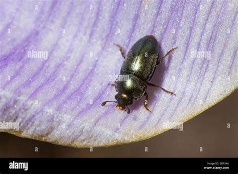Pollen Beetle Meligethes Aeneus Brassicogethes Aeneus Sits On The