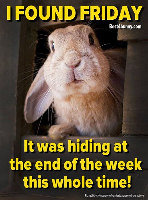 Funny Friday Quotes With Animals Funny Memes