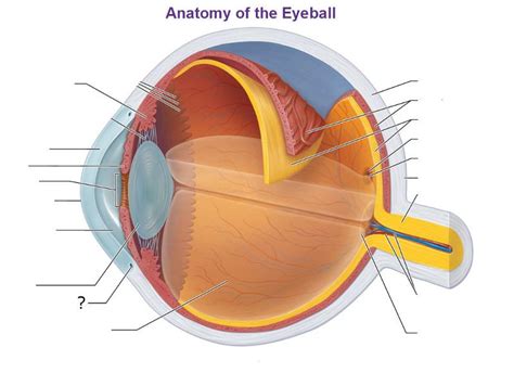 What Is The Function Of The Fovea Centralis