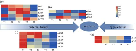 The Expression Of Genes Involved In Signalling Pathways Related To Seed