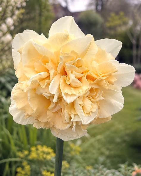 Narcissus Sophia Bulbs Buy Online At Farmer Gracy Uk