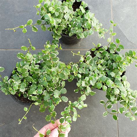 Ficus Frosty Fine Trailing Plant With Variegated Leaves Plantandpotnz