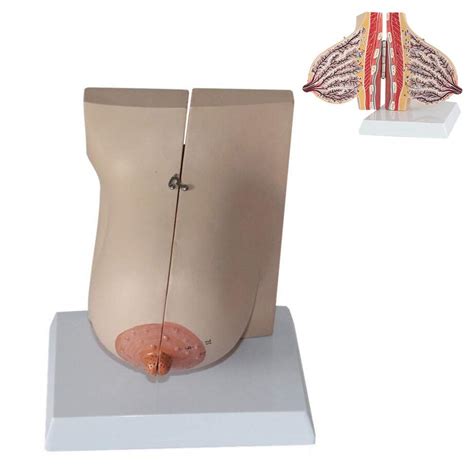 Buy Pattern The Model Opens Revealing The Internal Anatomy Of The Identification For Teaching