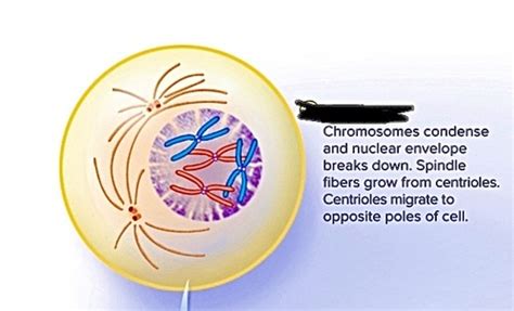 Unit 2 Lecture 4 Genetics And Cellular Function Flashcards Quizlet