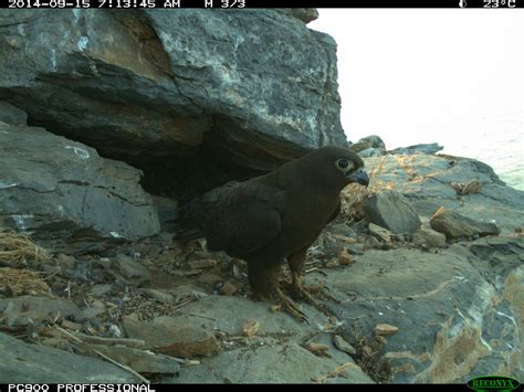 81 Questions With Answers In Bird Biodiversity Science Topic