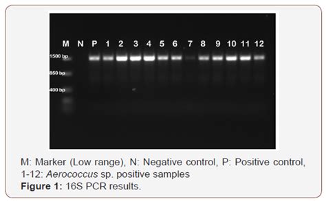 Molecular Identification Of Aerococcus Associated With Bovine Mastitis