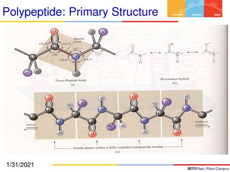 Solution Chem 343 Polypeptide Primary Structure Presentation Studypool