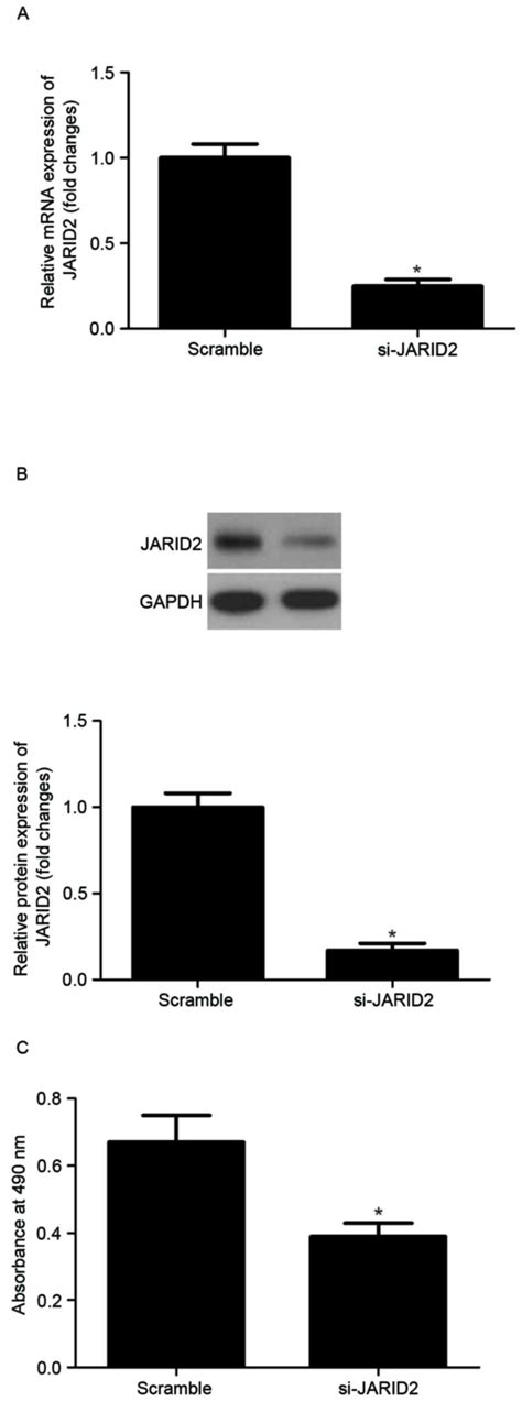 Knockdown Of Jarid2 Inhibits The Viability And Migration Of Placenta
