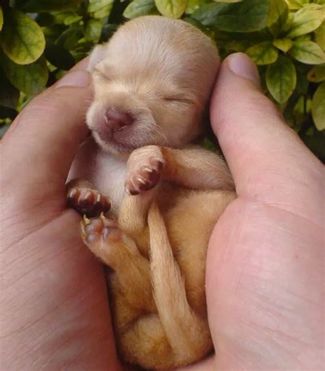 12 Facts About Chihuahua Puppies I Love My Chi