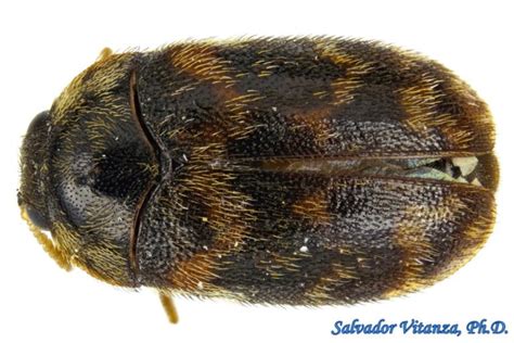 Coleoptera Dermestidae Trogoderma Variabile Warehouse Beetle A Urban Programs El Paso County