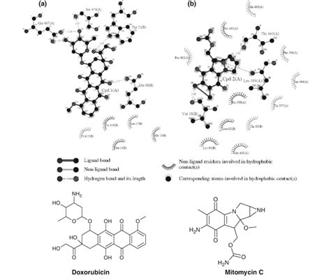 ligplots showing interaction of a doxorubicin and b mitomycin c with