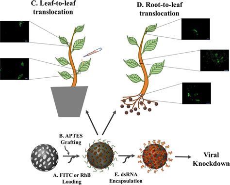 Schematic Representation Of Mesoporous Silica Nanoparticles Msnps A