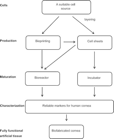 Basic Steps In Tissue Engineering Techniques For 3d Biofabricated