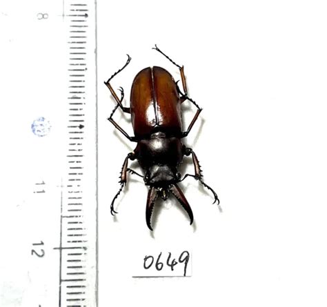Lucanidae Dorcus Coleoptera Beetles Dynastes Lucanus Prismognathus