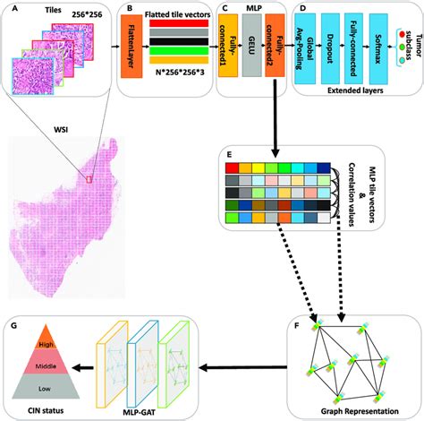 Overview Of Mlp Gat Architecture The Mlp Generates Tile Feature Vectors